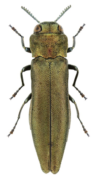 Agrilus ribesi Schaefer, 1946 :: Krasciprahy